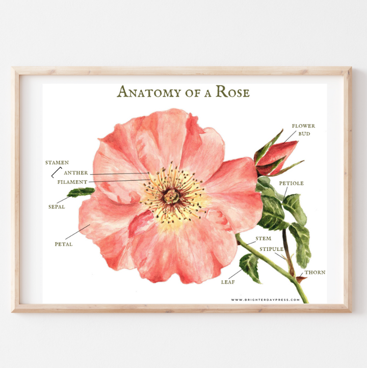Anatomy of a Rose – Brighter Day Press